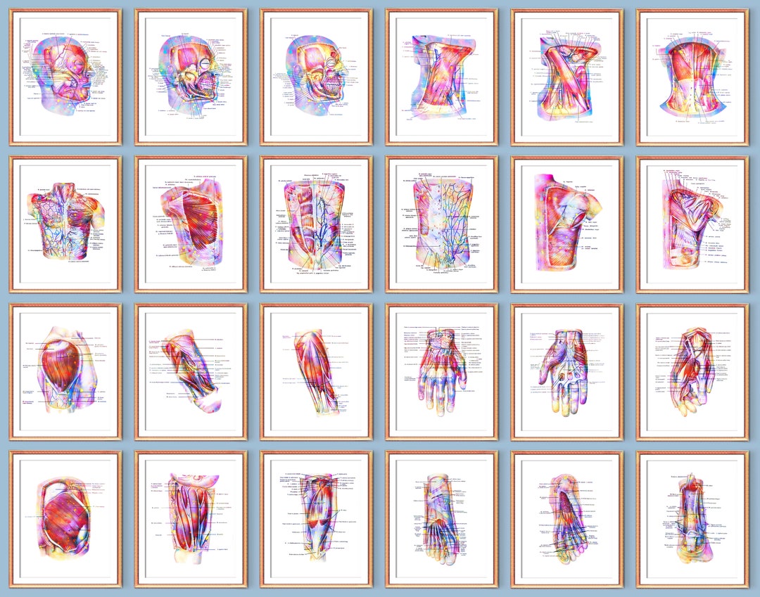 24 Watercolor Muscle Anatomy Artworks Muscular System Posters Medical ...