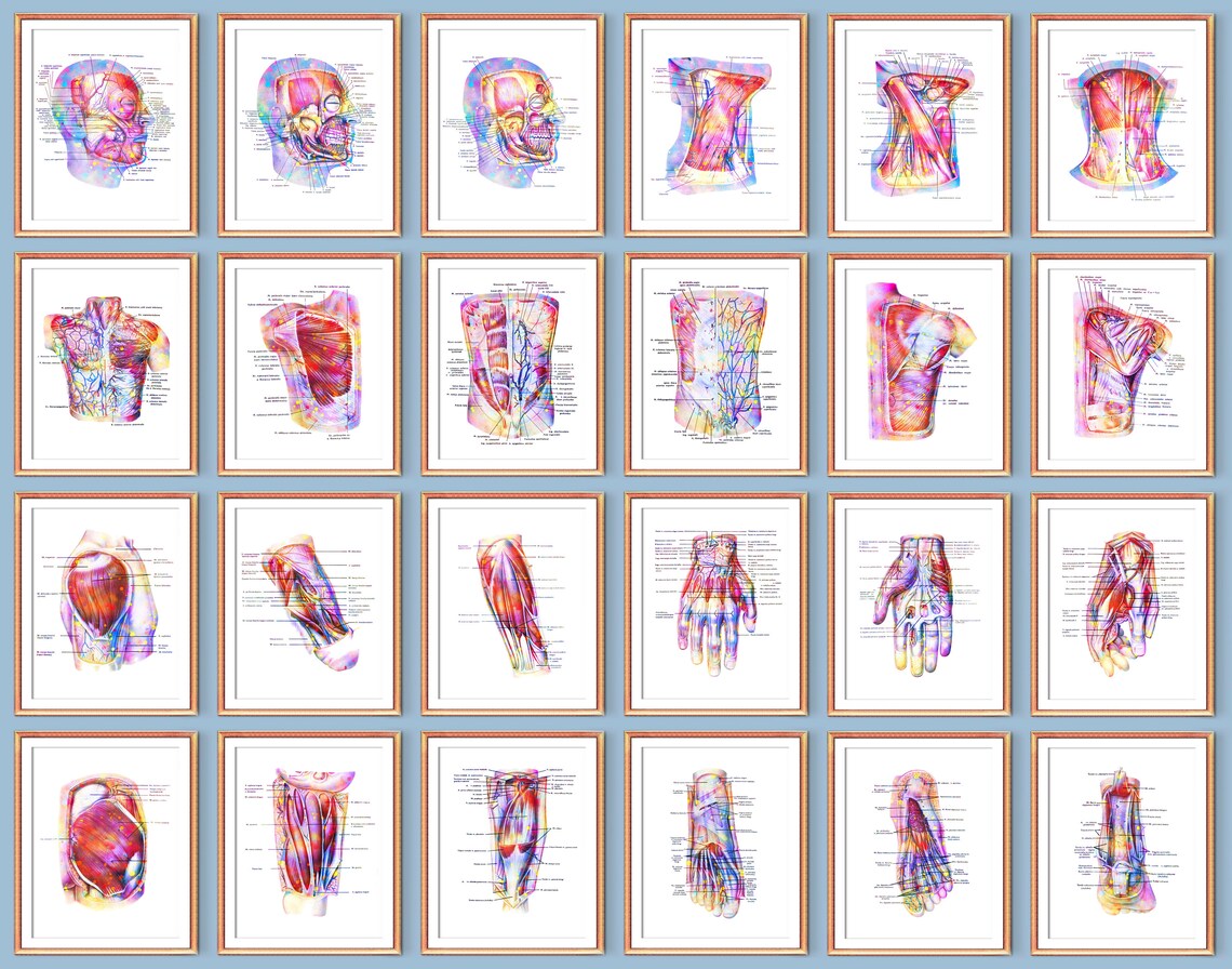 24 Watercolor Muscle Anatomy Artworks Muscular System Posters - Etsy
