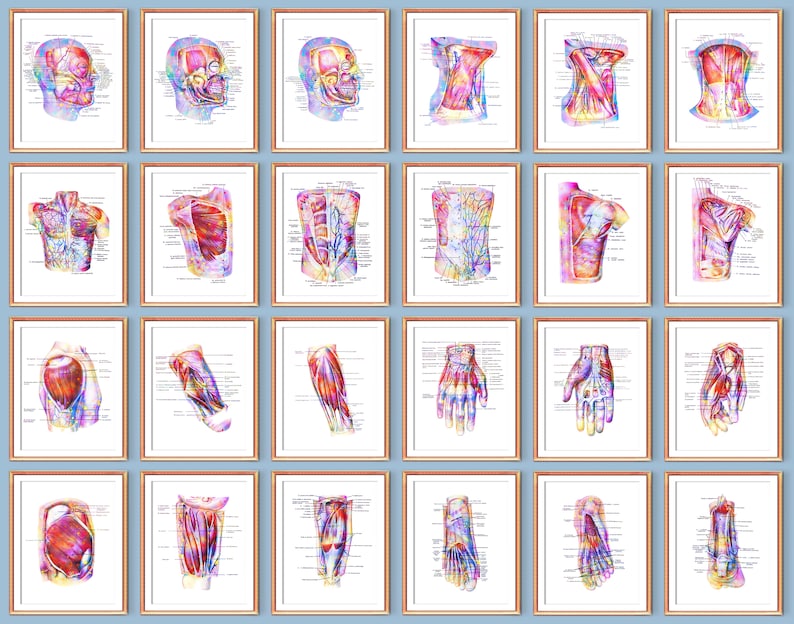 24 Watercolor Muscle Anatomy Artworks Muscular System Posters - Etsy
