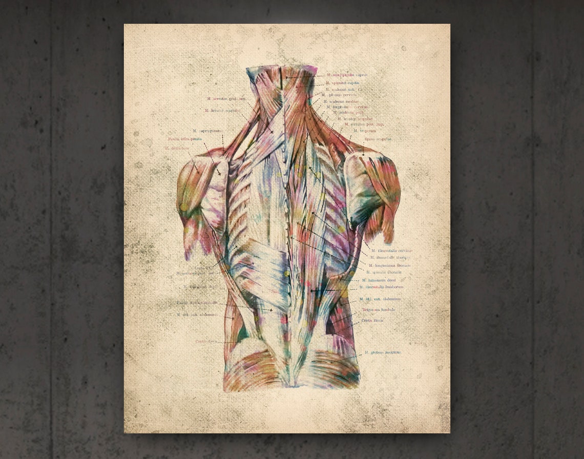 Human Muscular System Anatomy Vintage Poster Torso Muscles - Etsy