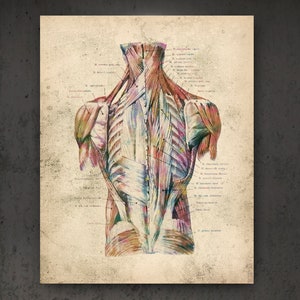 Human Muscular System Anatomy Vintage Poster Torso Muscles Print Doctor ...
