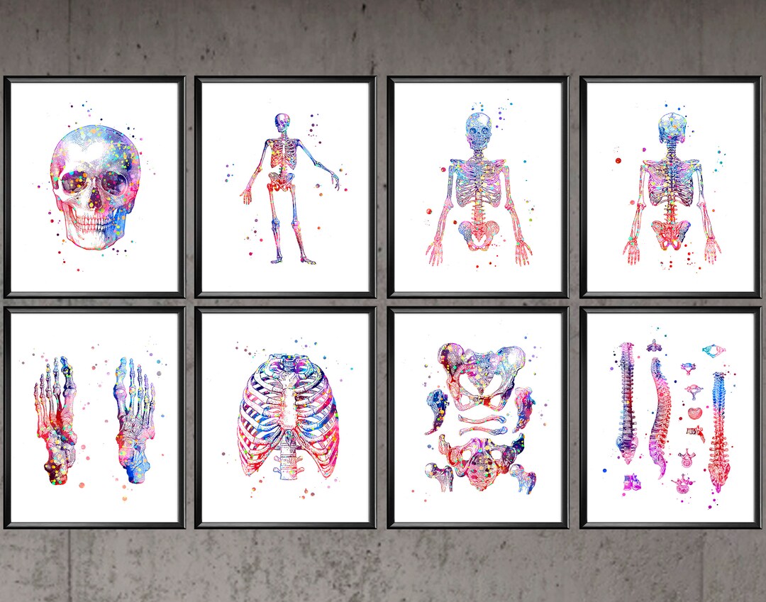 Skeleton Anatomy Print Set 8 Skeletal Bones Watercolor Art Skull Rib ...