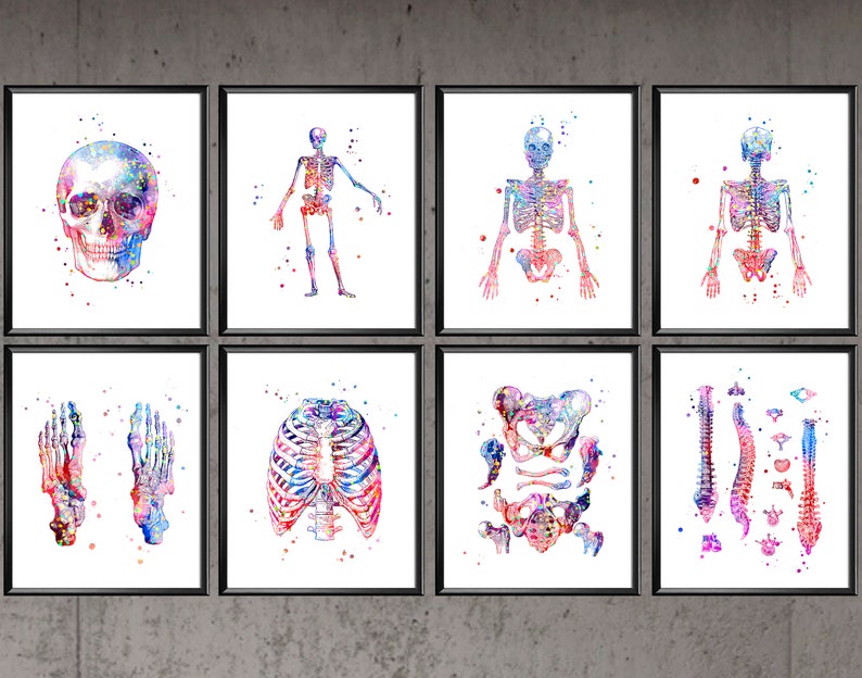 Skeleton Anatomy Print Set 8 Skeletal Bones Watercolor Art Skull Rib ...