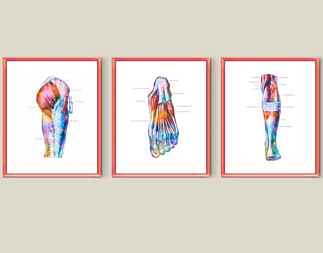 Foot Muscular System Watercolor Poster Ankle Muscles Leg Muscles ...