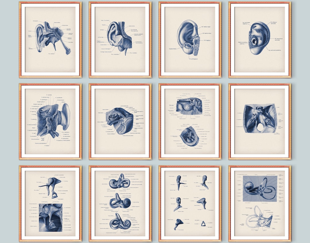 Otolaryngology Anatomy Poster Set 12 Ear Anatomy and Physiology ...