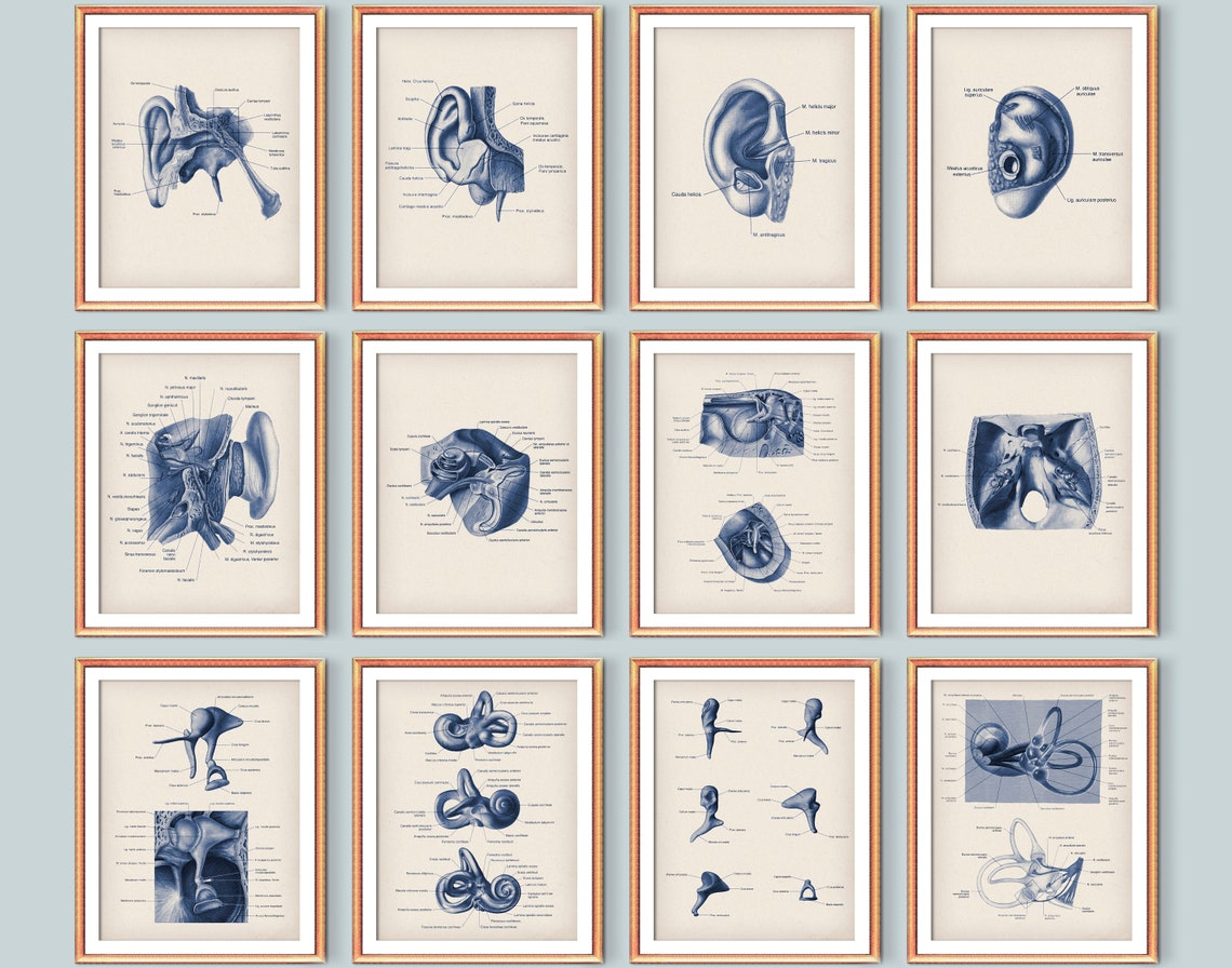 Otolaryngology Anatomy Poster Set 12 Ear Anatomy and | Etsy