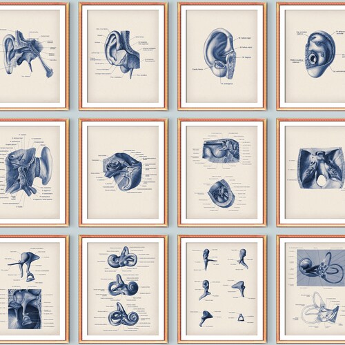 Otolaryngology Anatomy Poster Set 12 Ear Anatomy and - Etsy