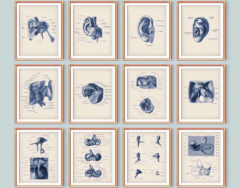 Otolaryngology Anatomy Poster Set 12 Ear Anatomy and Physiology ...