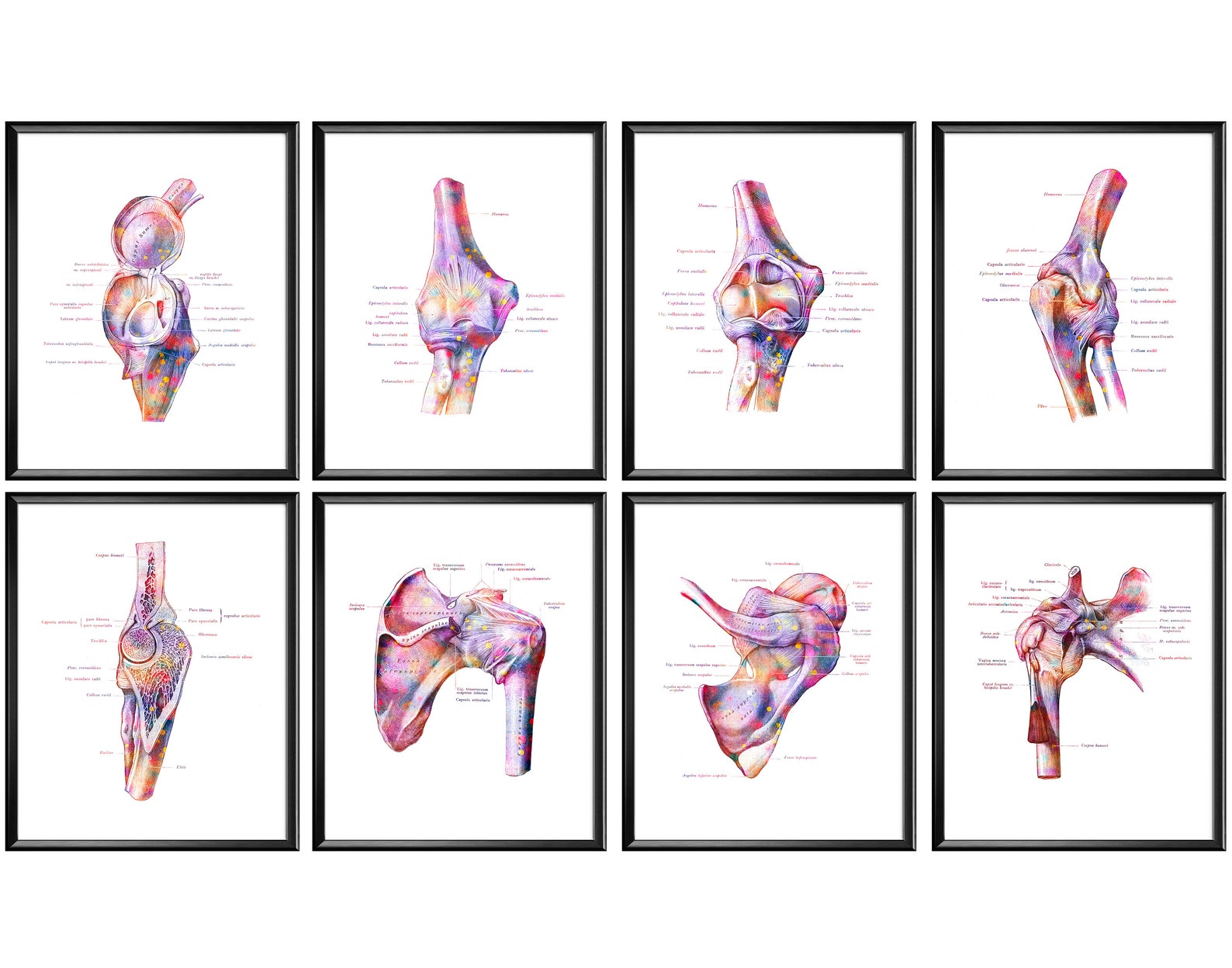 Shoulder Human Anatomy Posters Elbow Joint Art Scapula Bone - Etsy