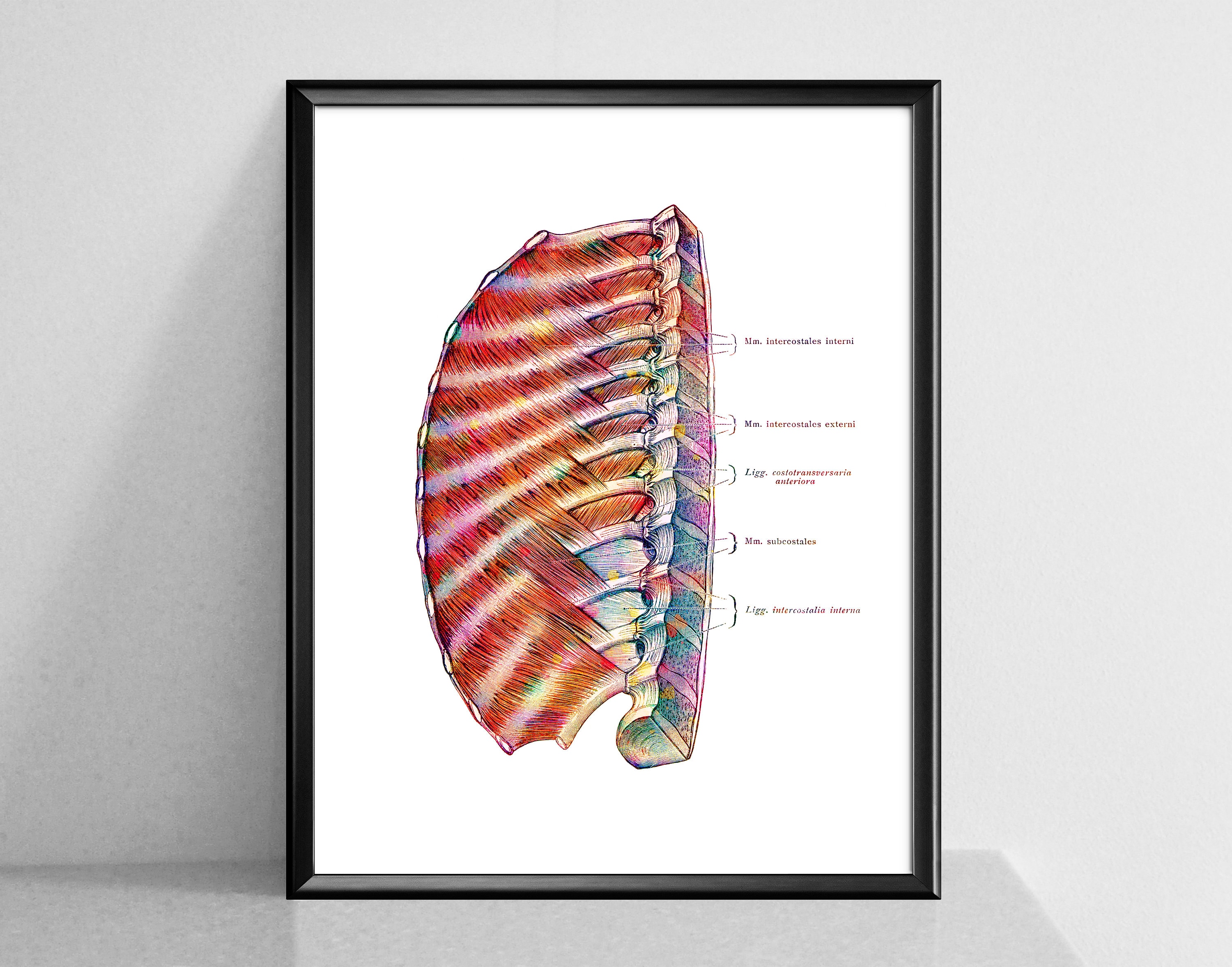 Torso Muscles Anatomy Poster Thorax and Muscles Art Rib Cage Anatomical ...
