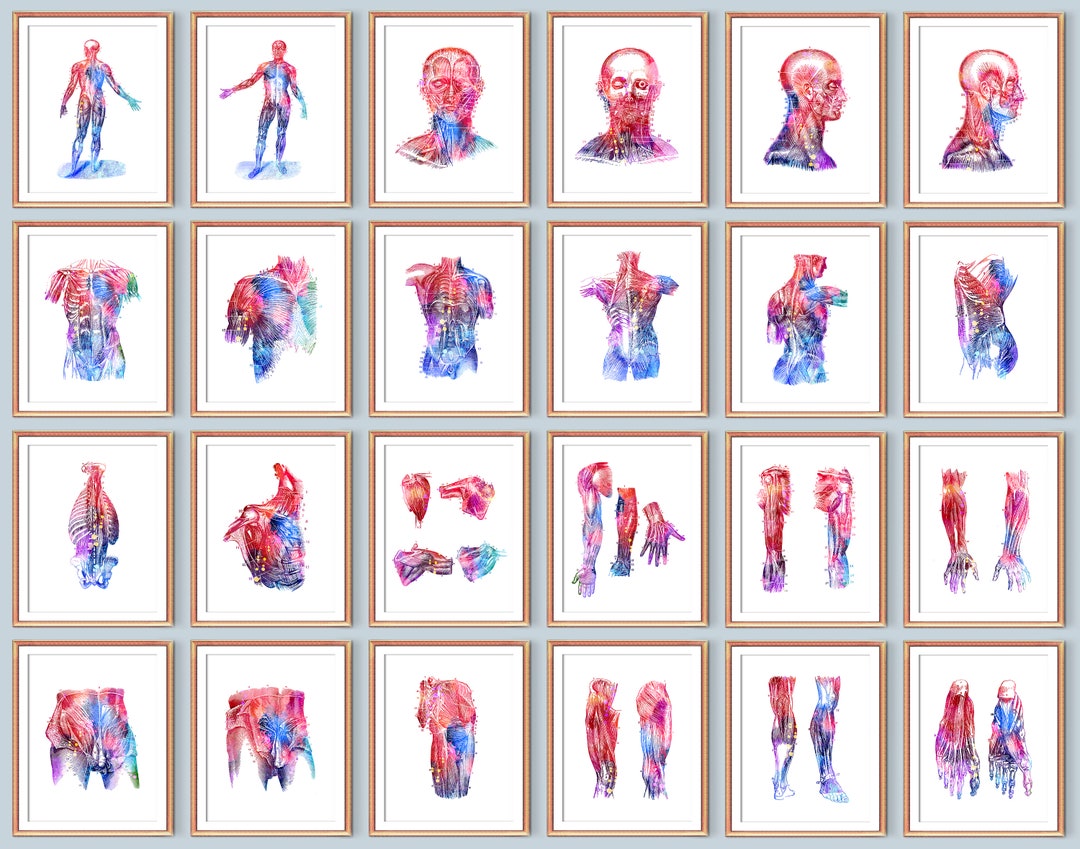Muscle Anatomy Poster Set of 24 Medical Artwork Physiology Art Physical ...