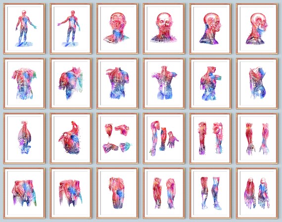 Muscle Anatomy Poster Set of 24 Medical Artwork Physiology Art | Etsy