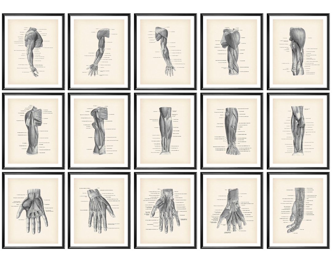 15 Hand Muscles Anatomy Posters Physical Therapist Office Decor ...