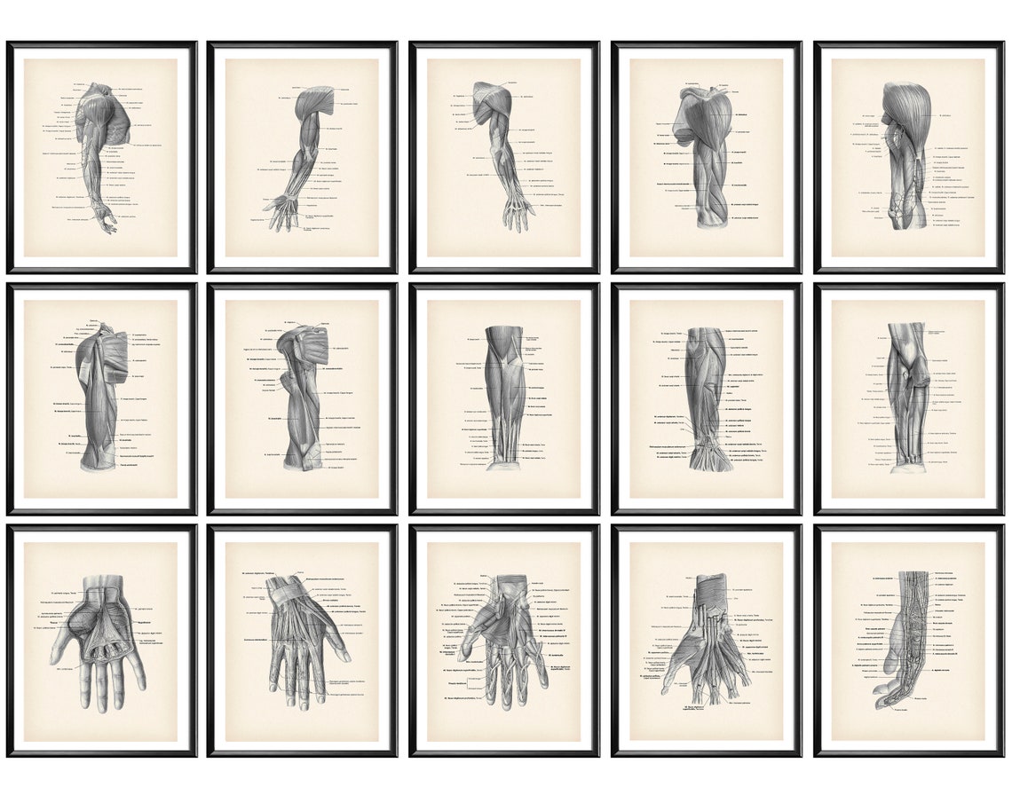 15 Hand Muscles Anatomy Posters Physical Therapist Office - Etsy