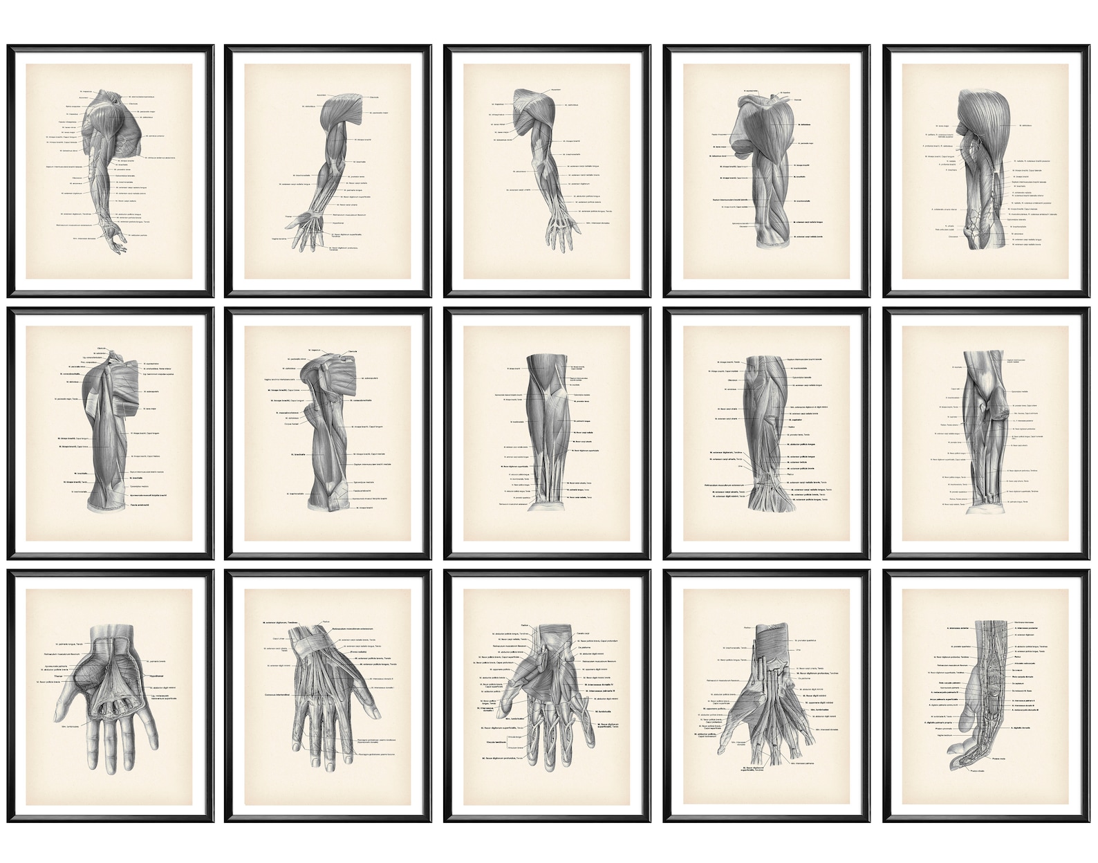 15 Hand Muscles Anatomy Posters Physical Therapist Office Decor ...