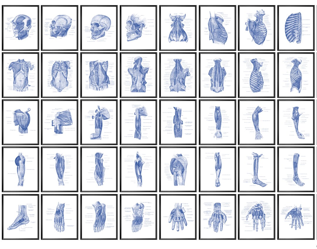 Musculoskeletal System Anatomy Poster Set of 40, Anatomy Educational ...