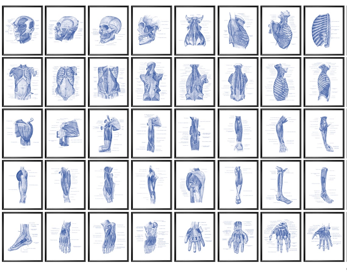 Musculoskeletal System Anatomy Poster Set of 40 Anatomy - Etsy
