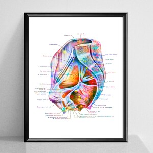 Anatomy of Female Pelvis Poster Pelvic Floor Muscles Print Medical Art ...