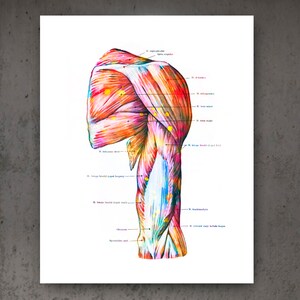 40 Musculoskeletal Anatomy Posters, Human Body Anatomy Watercolor Art ...