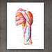 40 Musculoskeletal Anatomy Posters, Human Body Anatomy Watercolor Art ...