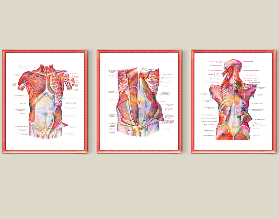 Muscular System of Human Posters Labeled Torso Muscles Medical Art ...