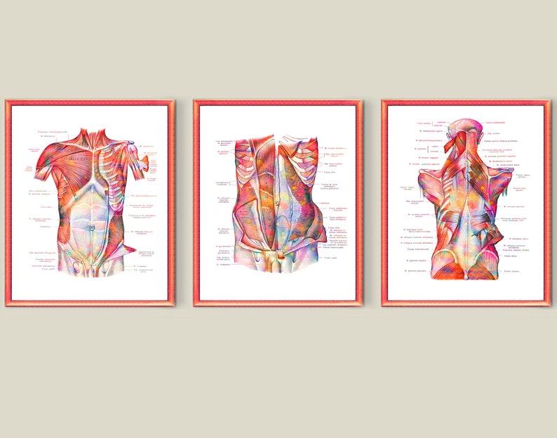 Muscular System of Human Posters Labeled Torso Muscles Prints | Etsy