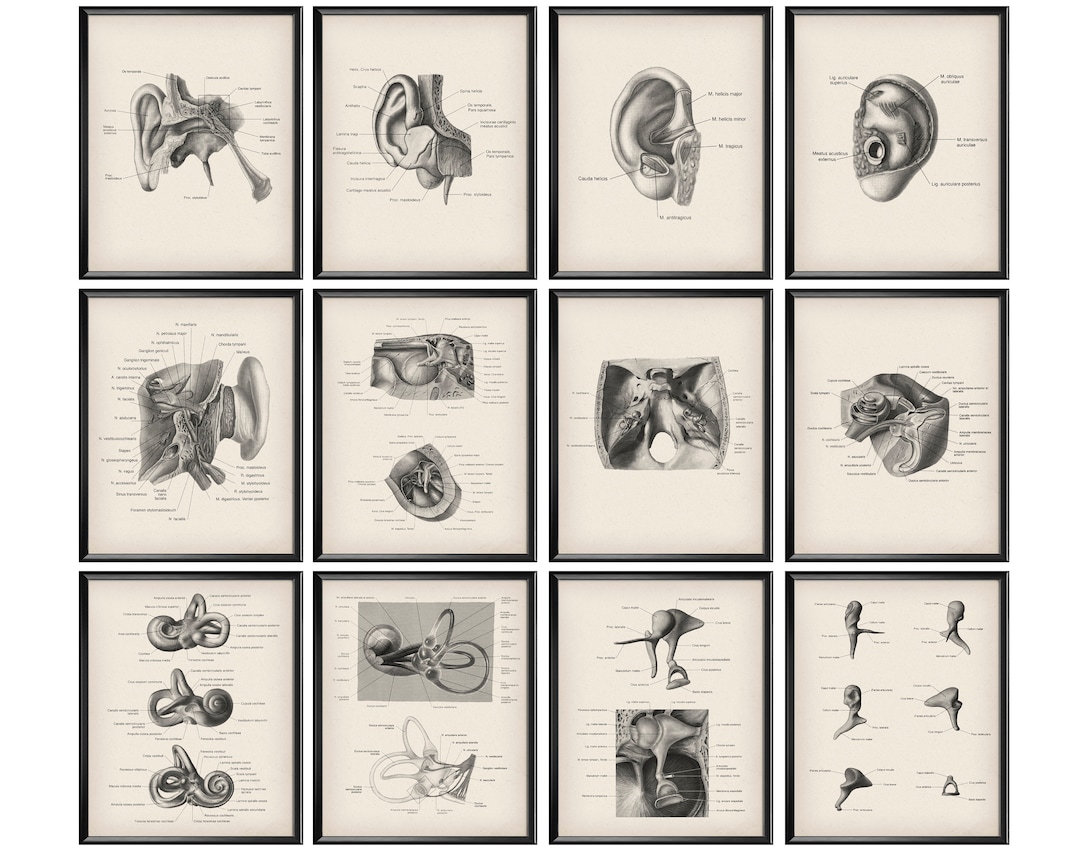 Vintage Auditory System Anatomy Poster Set 12 Human Ear Structure ...