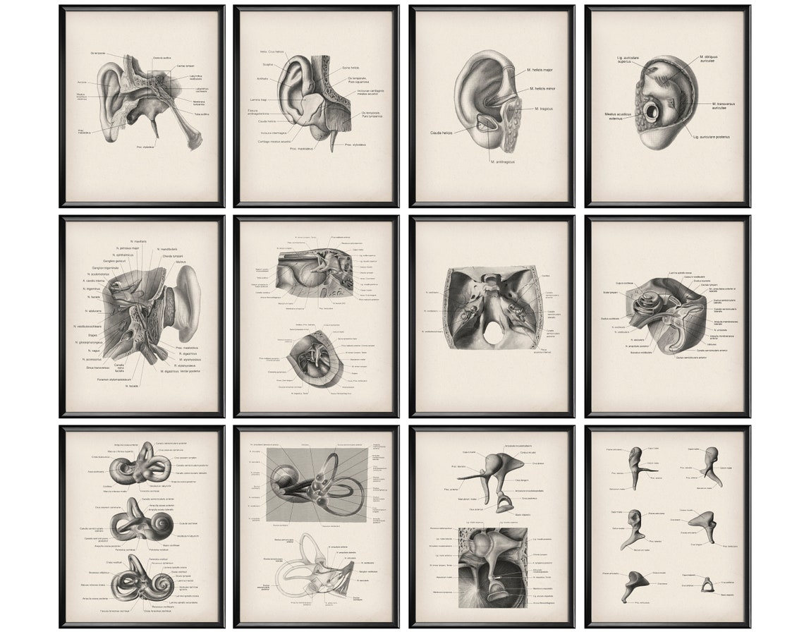 Vintage Auditory System Anatomy Poster Set 12 Human Anatomical | Etsy