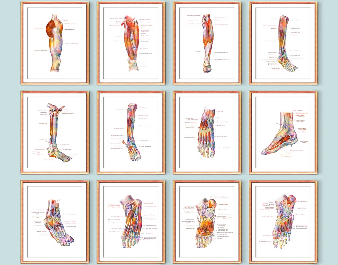 Set 12 Foot Anatomy Posters, Medical Art, Podiatry Art, Kinesiology Art ...