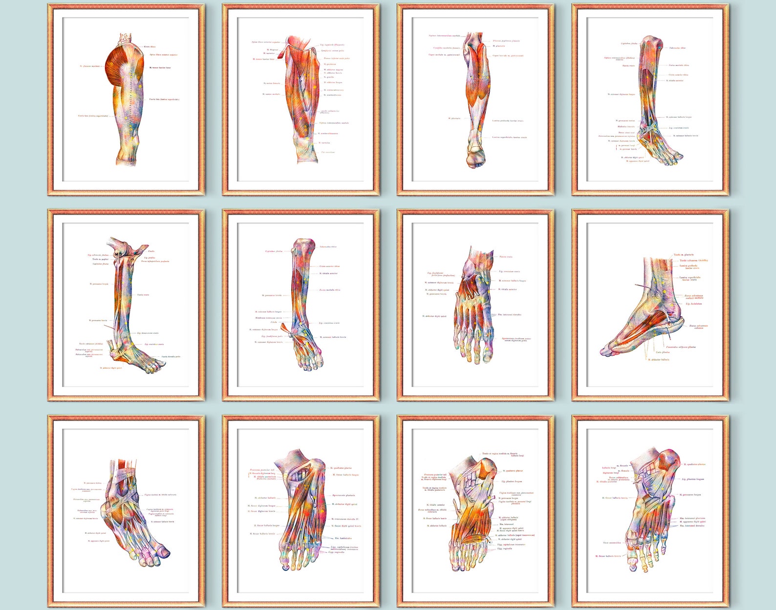 Set 12 Foot Anatomy Posters, Medical Art, Podiatry Art, Kinesiology Art ...