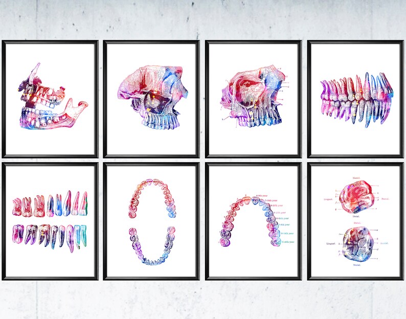 8 Dental Anatomy Art Dentistry Wall Art Medical Art Tooth - Etsy