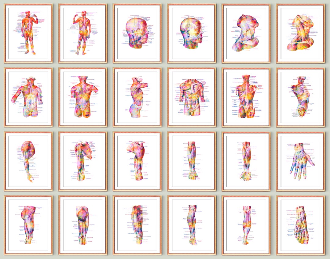 24 Human Musculature Posters Massage Therapist Gift Labeled Muscular ...