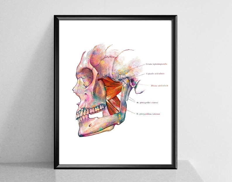 Facial Muscles Anatomy Poster Botox Art Esthetician Gift - Etsy Facial Muscles Anatomy Poster Botox Art Esthetician Gift - Etsy