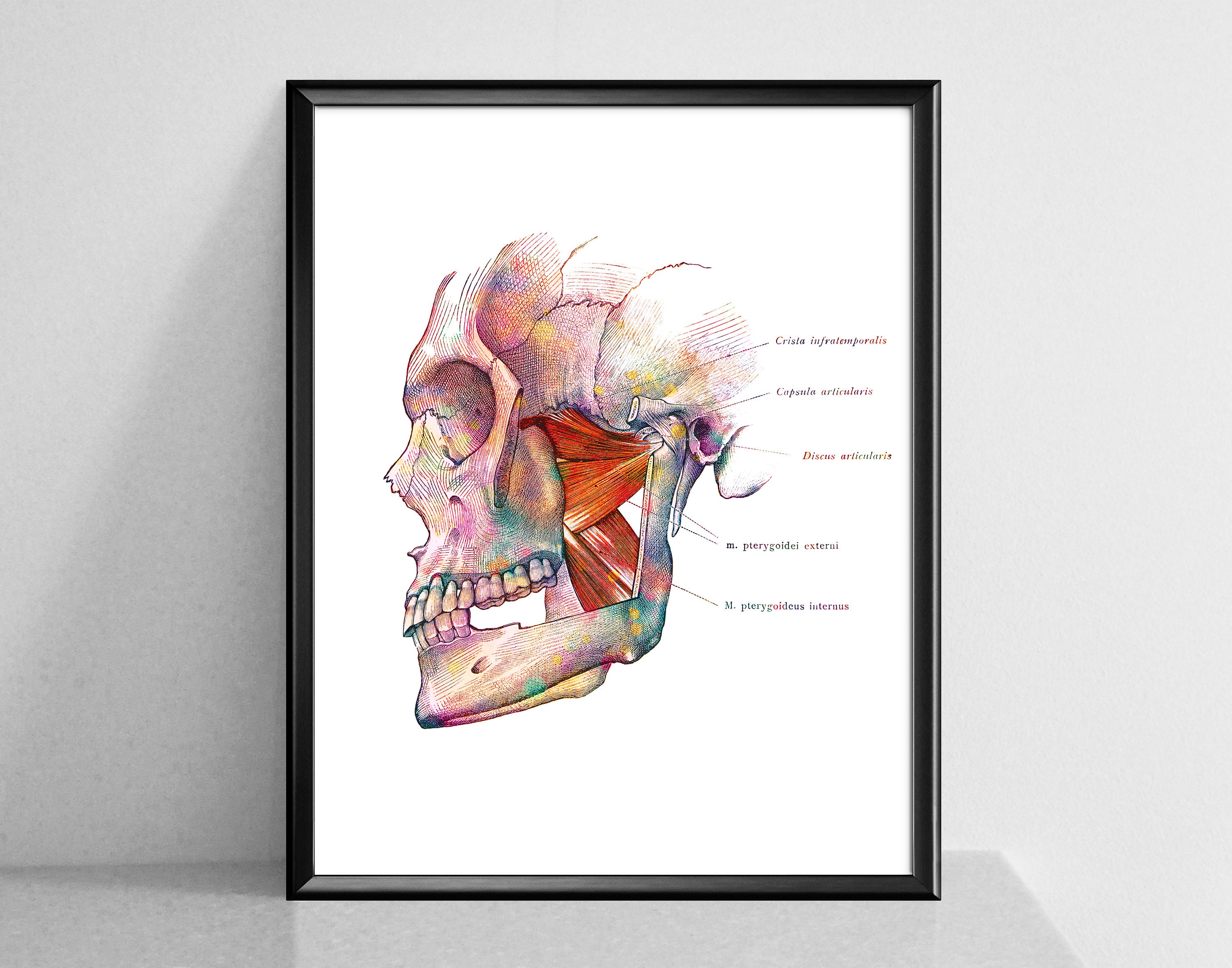 Facial Muscles Anatomy Poster Botox Art Esthetician Gift - Etsy