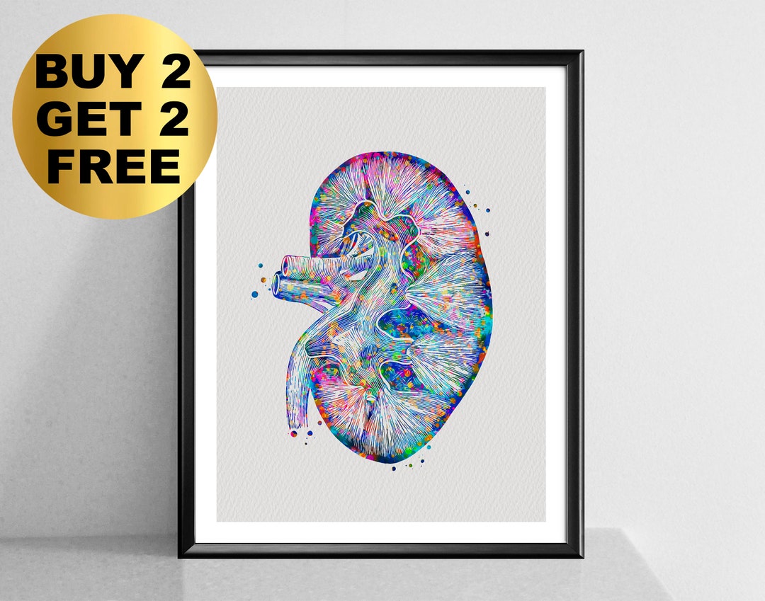 Nephrologist Gift Anatomical Kidney Art Watercolor Kidney Poster ...