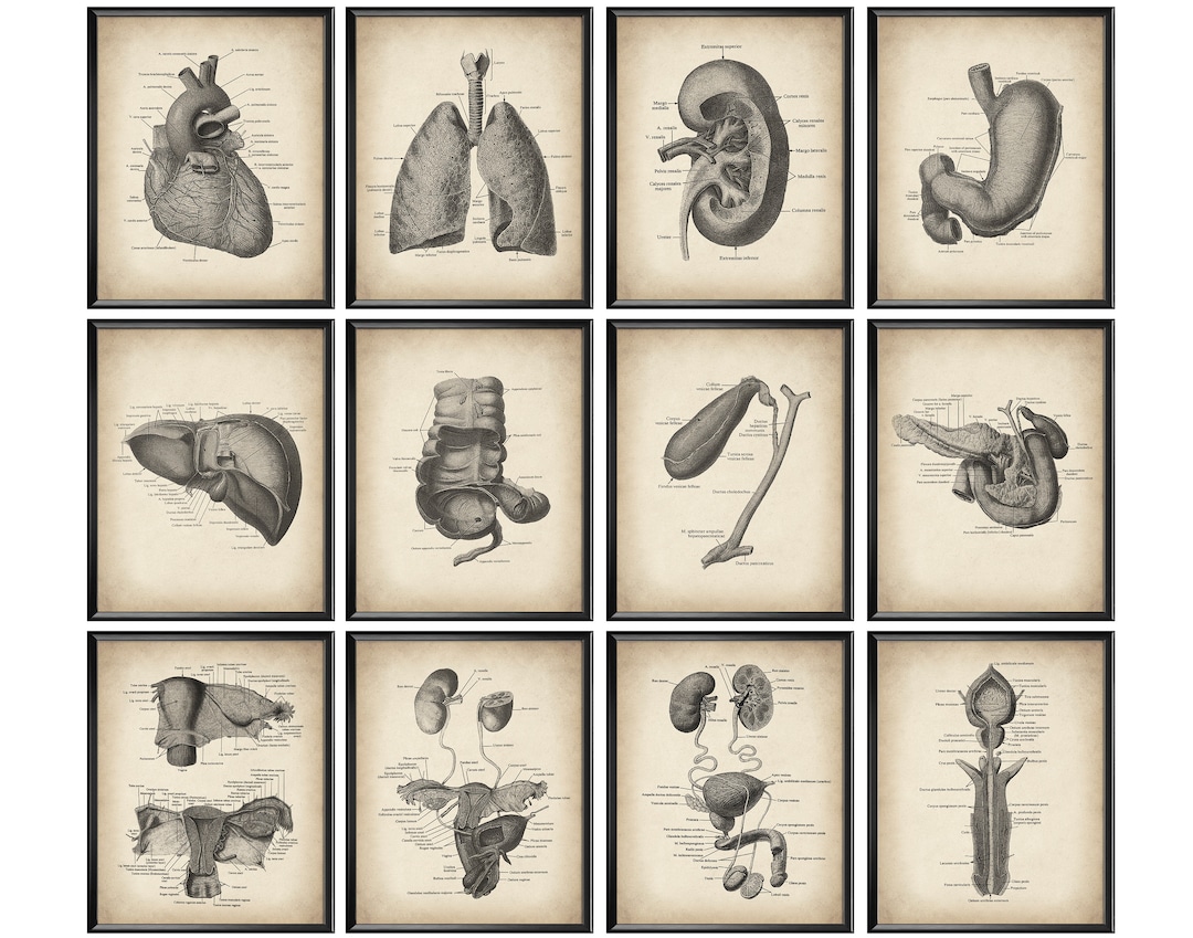 12 Anatomical Organs Art Vintage Anatomy Poster Surgeon Office - Etsy