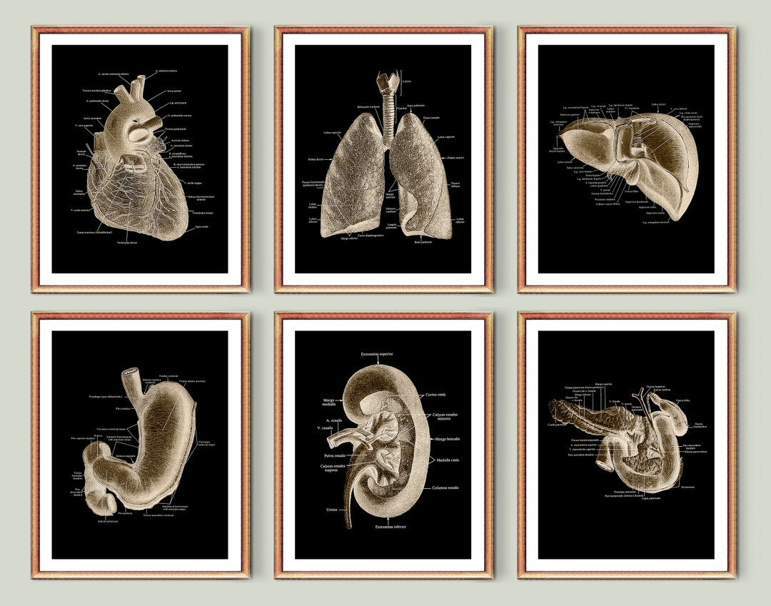 Anatomy Poster Set 6 Anatomical Organs Art Medical Decor Anatomy ...