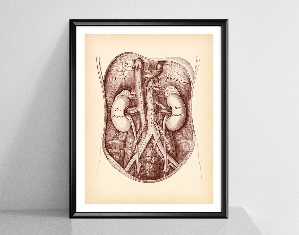 Urinary System Anatomy Print Anatomical Kidney Poster Vintage | Etsy