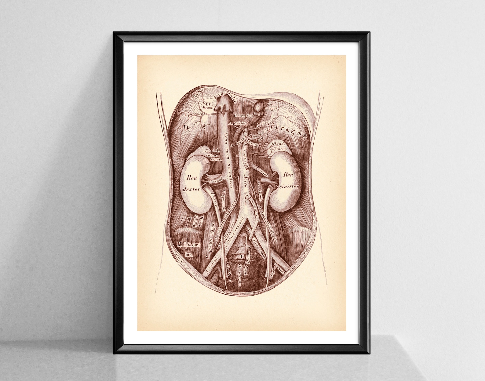 Urinary System Anatomy Print Anatomical Kidney Poster Vintage | Etsy