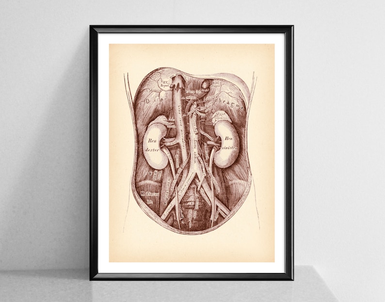Urinary System Anatomy Print Anatomical Kidney Poster Vintage | Etsy