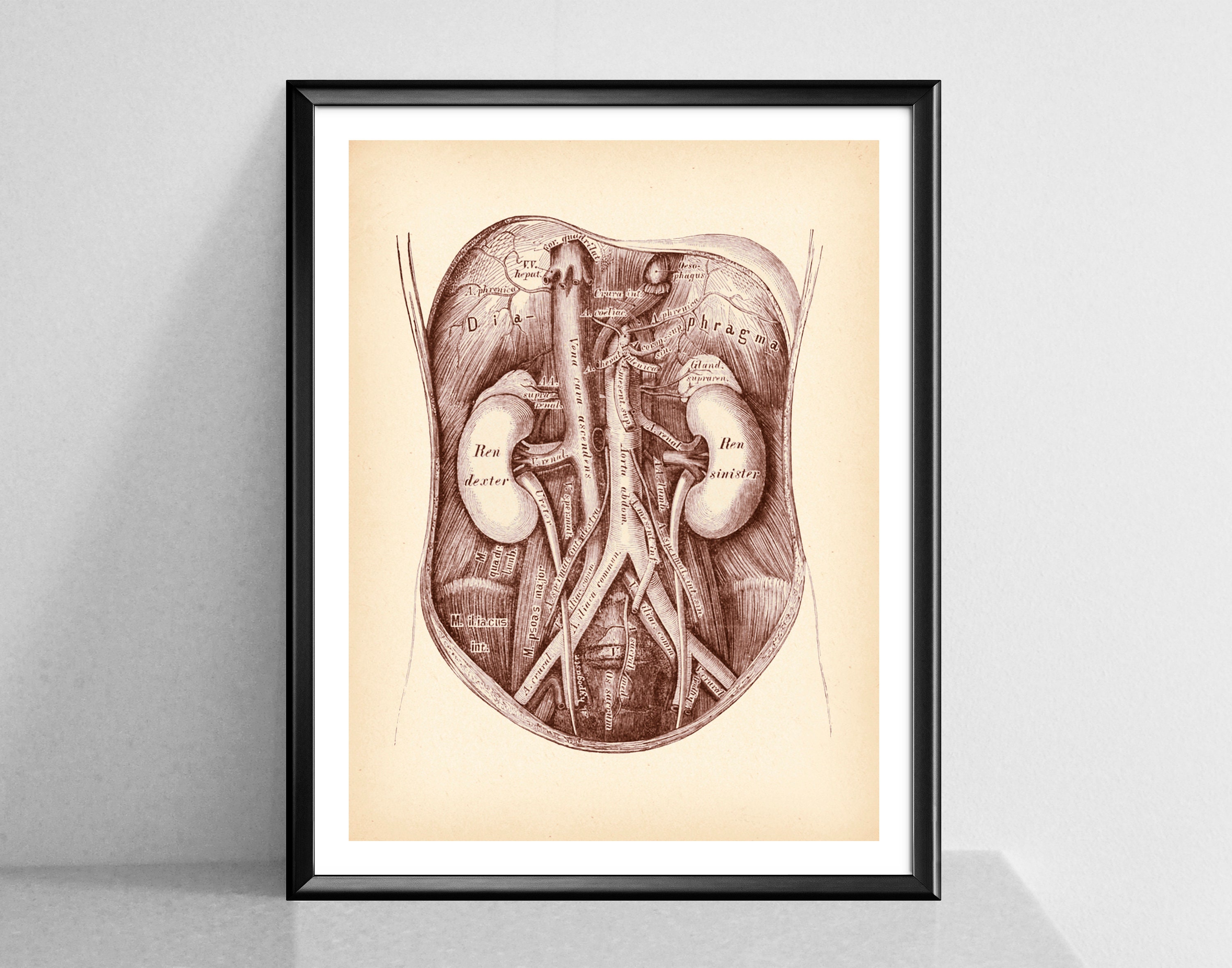 Urinary System Anatomy Print Anatomical Kidney Poster Vintage - Etsy