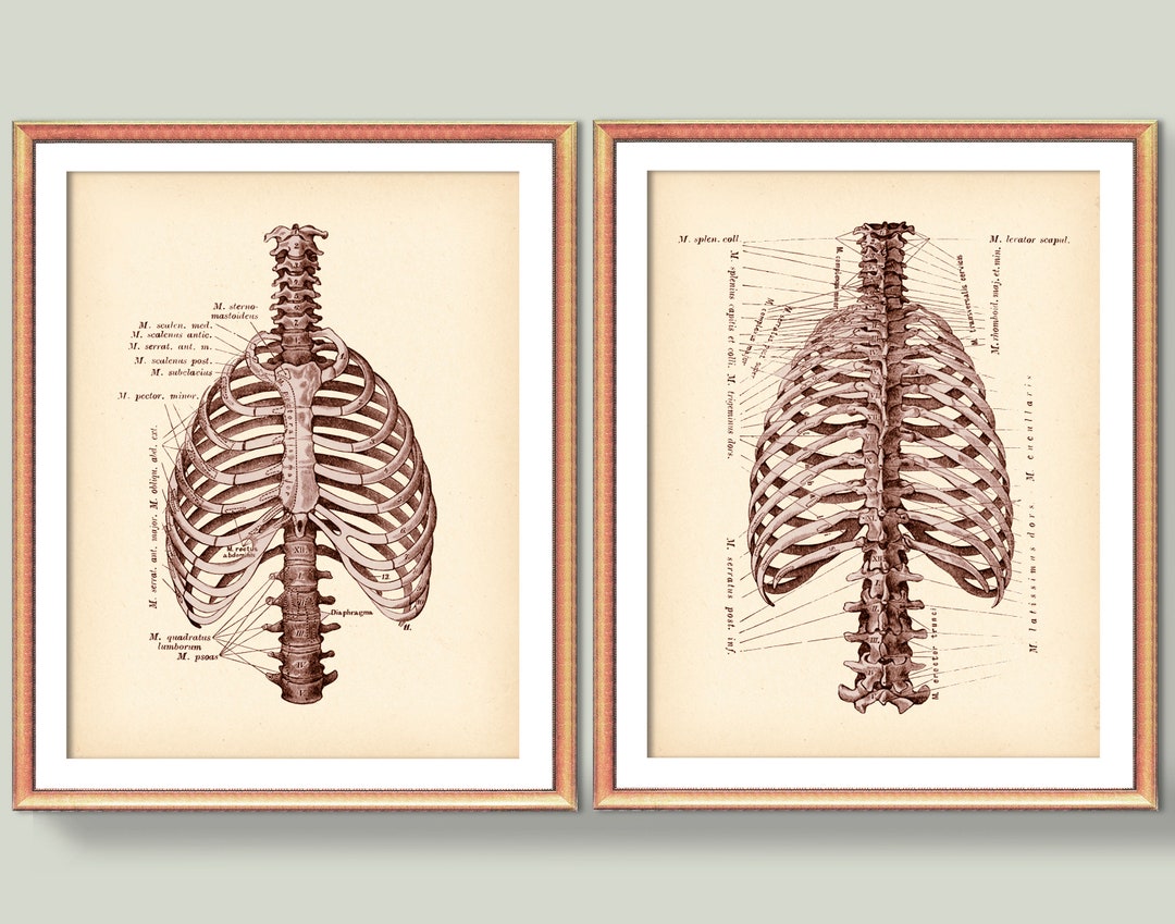 Rib Cage Art, Antique Anatomy Poster, Medical Art, Skeleton Structure ...