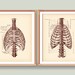 Rib Cage Art Antique Anatomy Poster Medical Art Skeleton - Etsy