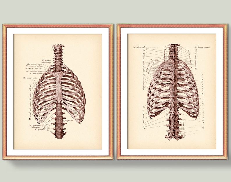 Rib Cage Art Antique Anatomy Poster Medical Art Skeleton - Etsy