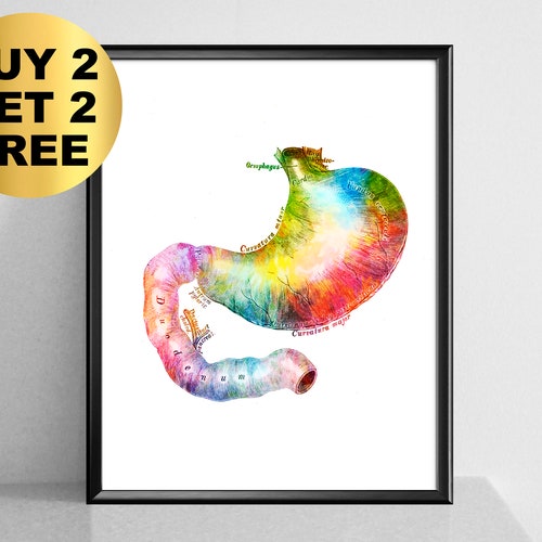 Intestines Art Human Digestive System Internal Organs Art - Etsy