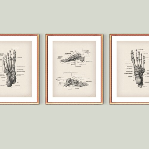 Foot Bones Anatomy Print Set of 6 Podiatry Art Medical Poster - Etsy