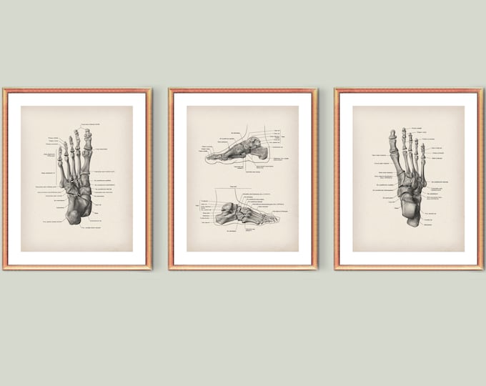 Foot Anatomy 6 Posters, Skeletal Bones Print, Podiatry Art, Medical ...