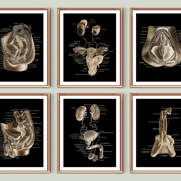 Male and Female Anatomy Poster - Etsy