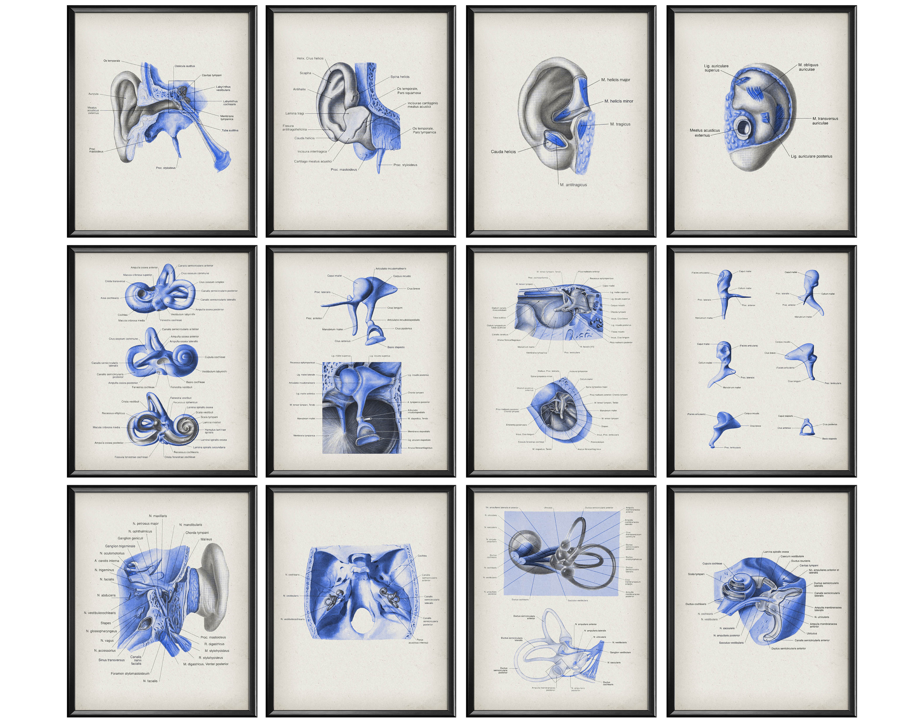 12 pôsteres de anatomia da orelha, estrutura externa, média e interna ...