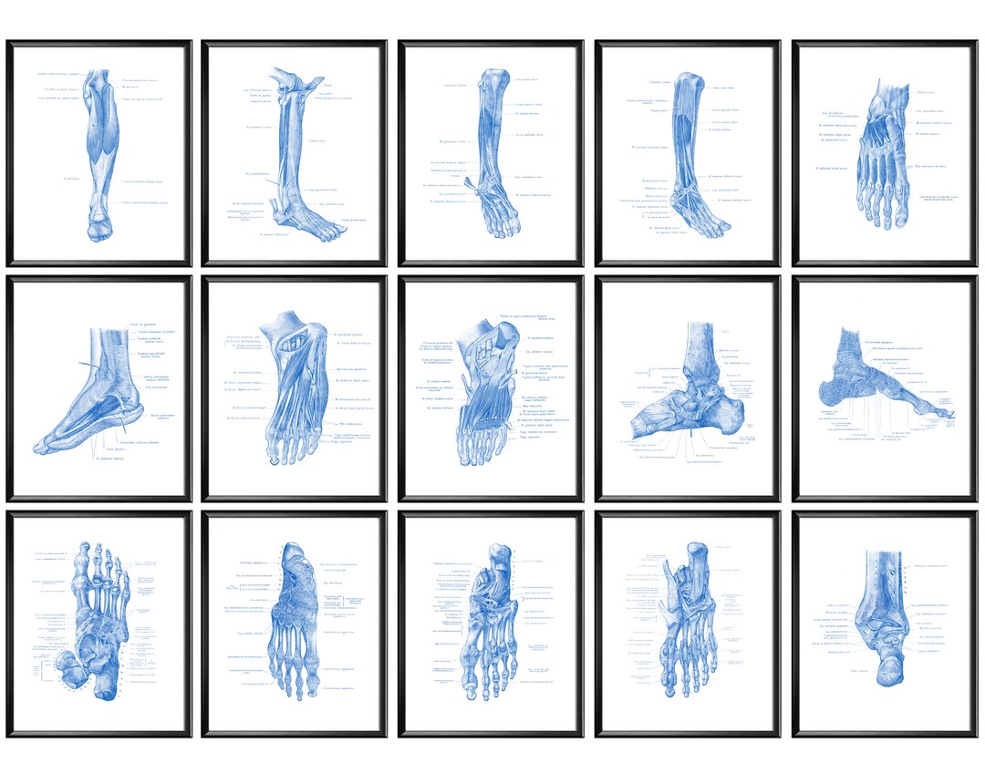 15 Podiatric Medicine Art Anatomical Foot Poster Muscles and Tendons ...